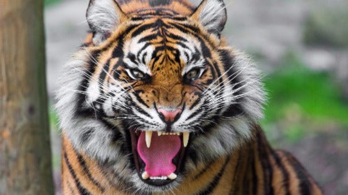 ANGRY TIGER GLOSSY Poster Picture Photo Bengal Tigre Animal - Etsy