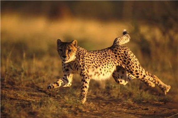 SPRINTING CHEETAH GLOSSY Poster Picture Photo Running Leopard - Etsy