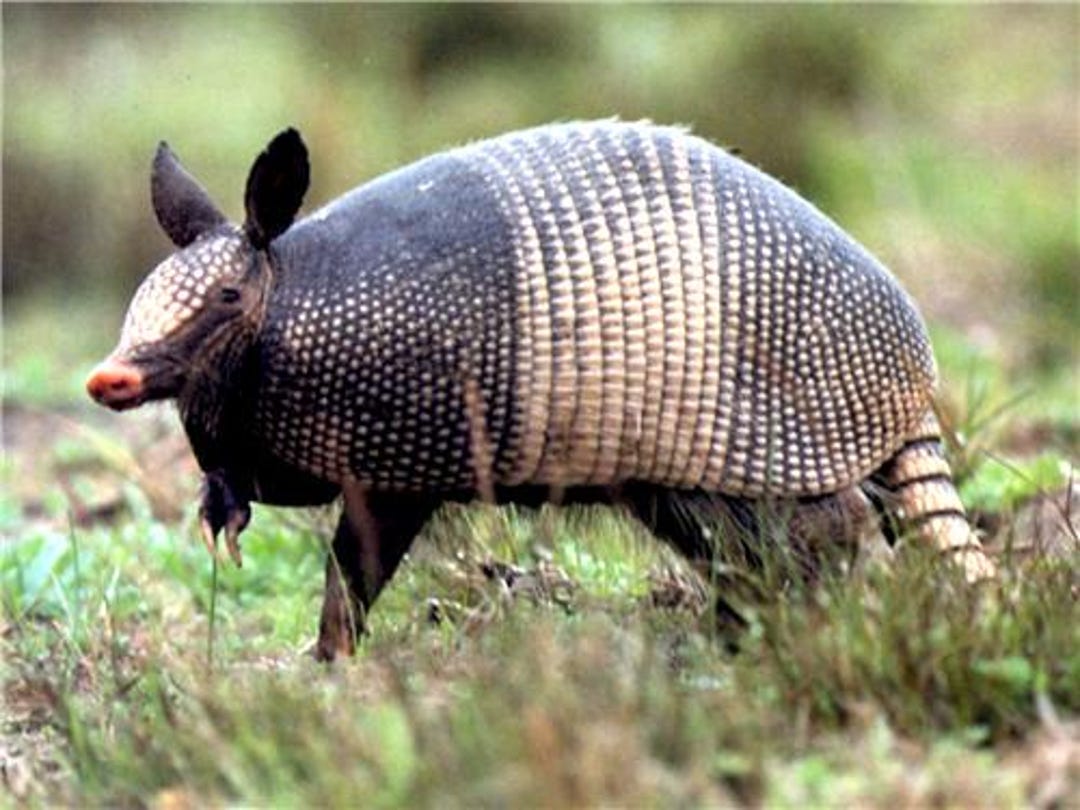 Armadillo Glossy Poster Picture Photo Armor Placental Mammals ...