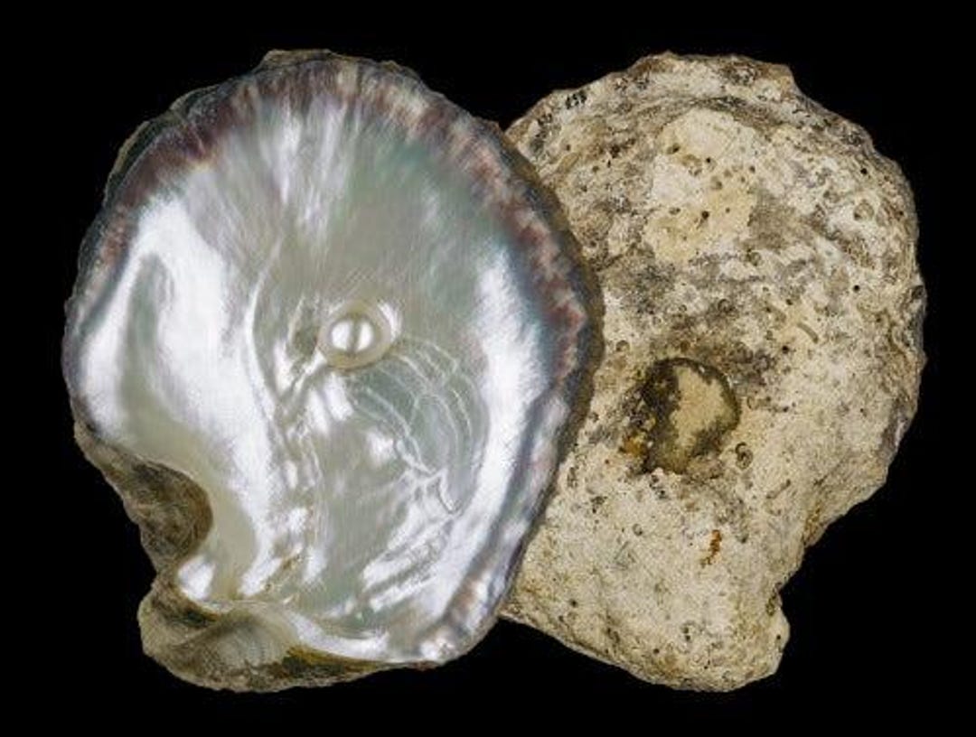 Beautiful Pearl Oyster Glossy Poster Picture Photo Banner Cool Shell ...