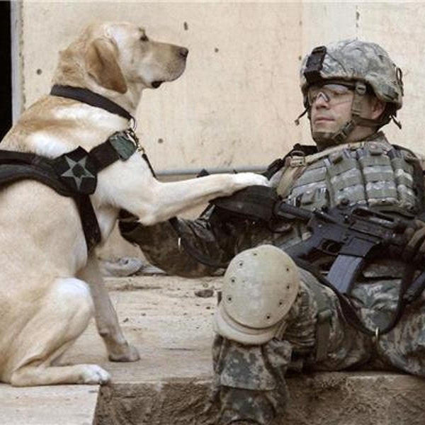 Dog Soldiers Poster - Etsy