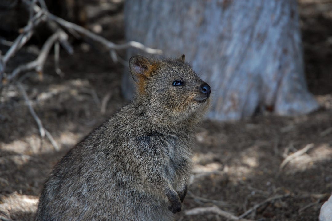 Quokka Glossy Poster Picture Photo Print Banner Smiling Cute Scrub ...