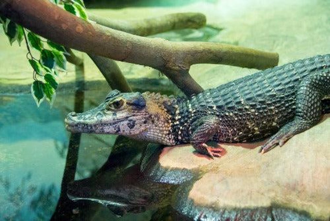 Black Caiman Alligator Glossy Poster Picture Photo Print Banner ...