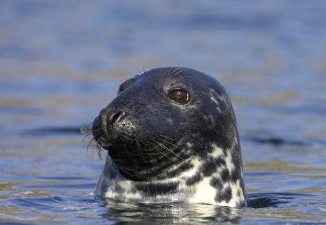 Seals Glossy Poster Picture Photo Banner Earless Phocids True Fur ...