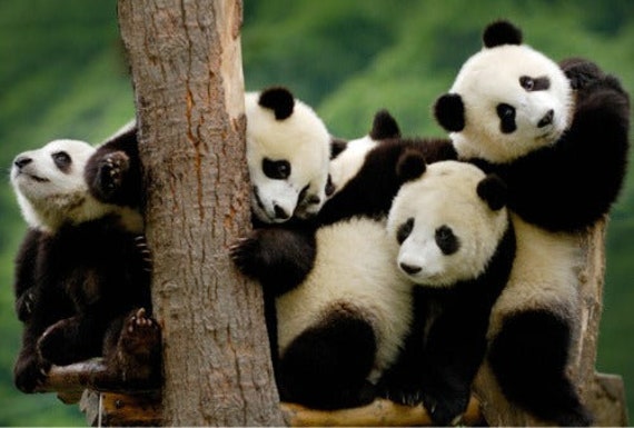 GIANT PANDA BEAR Glossy Poster Picture Photo Banner Black - Etsy