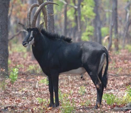 Cool Sable Antelope Bull Glossy Poster Picture Photo Deer Gazelle ...