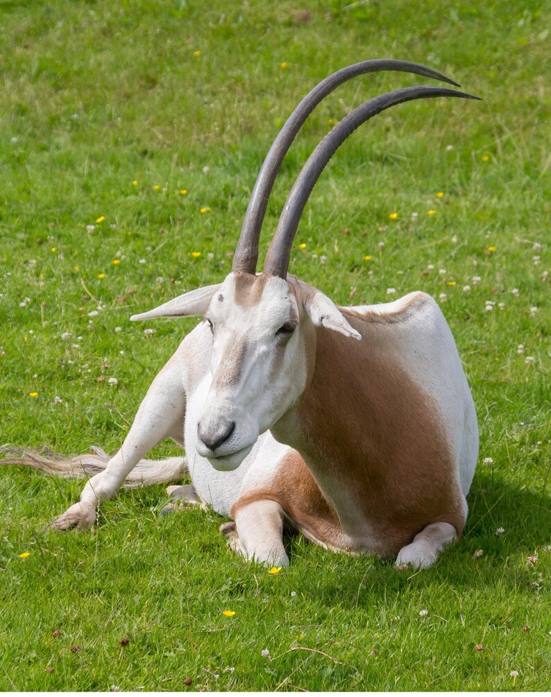 Extinct Scimitar Oryx Sahara Glossy Poster Picture Photo Print Banner ...