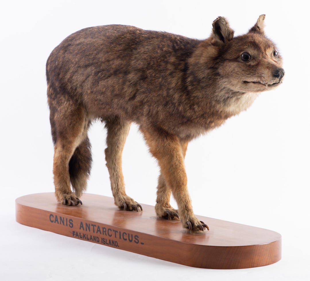 Extinct Falkland Islands Wolf Glossy Poster Picture Photo Print Banner ...