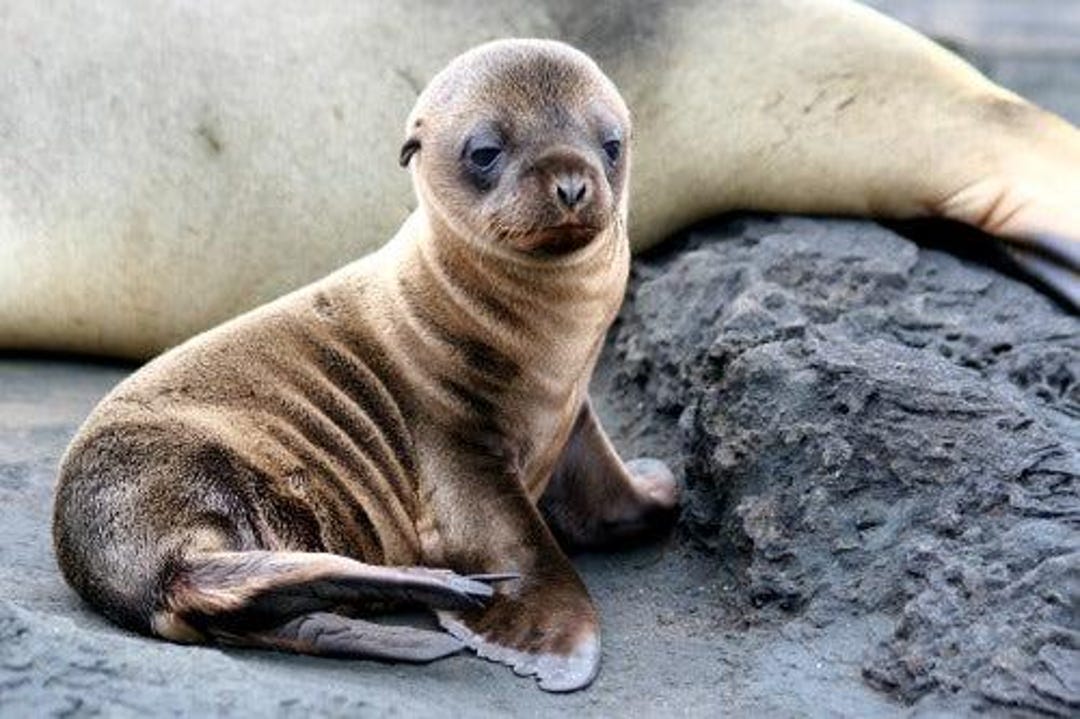 Sea Lions Glossy Poster Picture Photo Banner Bark Foreflippers Morse ...