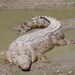 Crocodile Glossy Poster Picture Photo Alligator Dundee Gators Florida ...