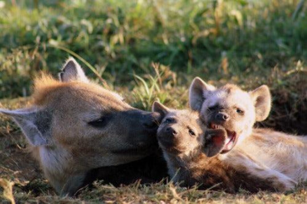 Hyena Cubs Glossy Poster Picture Photo Banner Babies Hyenas Scavengers ...