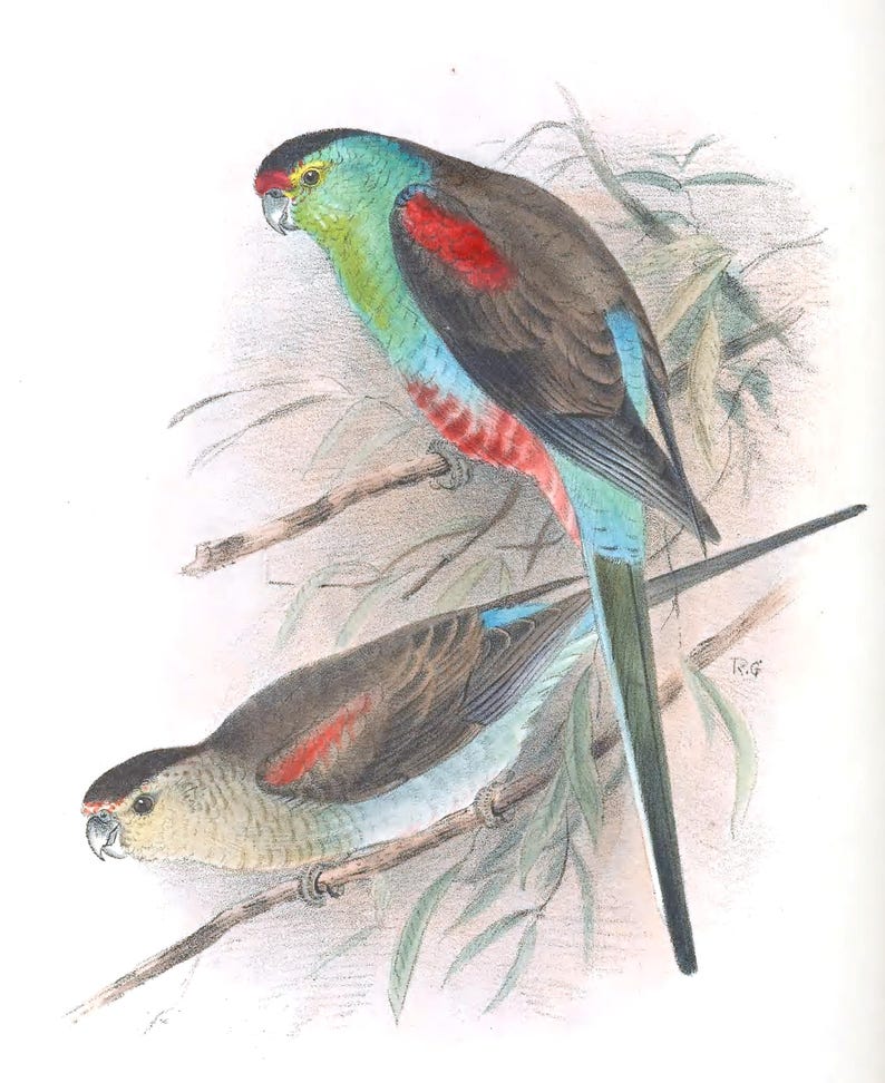 Extinct Paradise Parrot Glossy Poster Picture Photo Print Banner ...