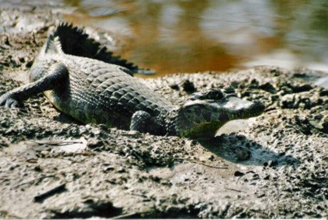 Yacacre Caiman Alligator Glossy Poster Picture Photo Print Banner ...