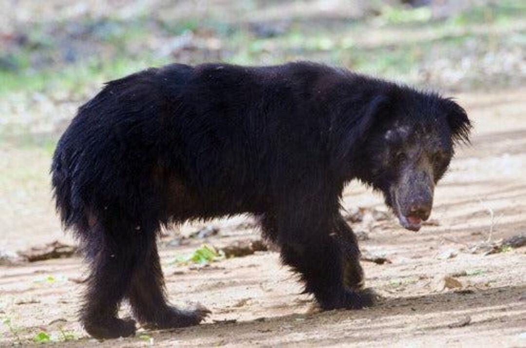 Sloth Bear Glossy Poster Picture Photo Banner Labiated Indian Brown ...