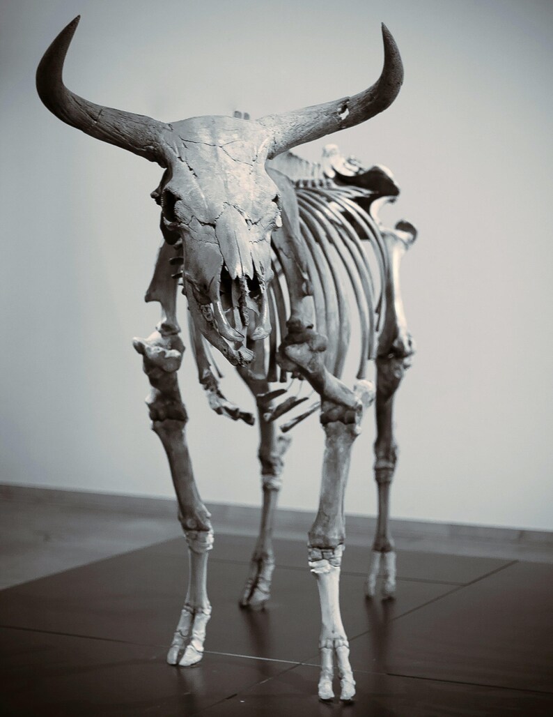 Extinct Aurochs Cattle Cow Glossy Poster Picture Photo Print Banner ...