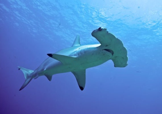 HAMMERHEAD SHARK GLOSSY Poster Picture Photo Print Banner Flat - Etsy
