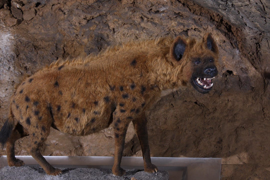 Cave Hyena Ice Age Spotted Hyena Glossy Poster Picture Photo Print ...
