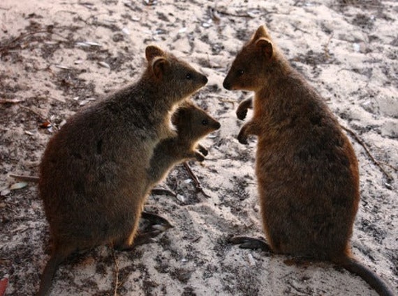 AUSTRALIAN QUOKKAS GLOSSY Poster Picture Photo Print Banner - Etsy