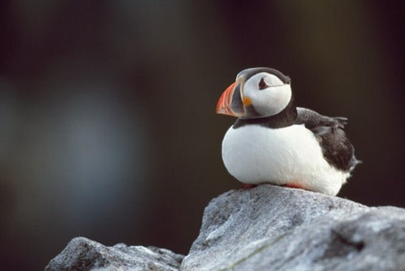 PUFFINS BIRD GLOSSY Poster Picture Photo Print Banner Tufted - Etsy