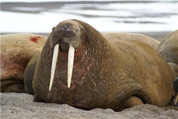 WALRUS GLOSSY POSTER Picture Photo Tusk Whiskers Arctic Snow - Etsy