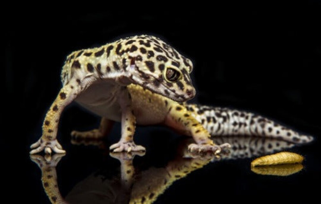 LEOPARD GECKO GLOSSY Poster Picture Photo Banner Lizard Reptile Asia ...