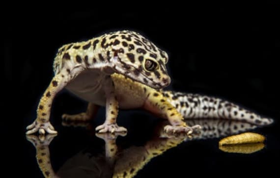 LEOPARD GECKO GLOSSY Poster Picture Photo Banner Lizard - Etsy