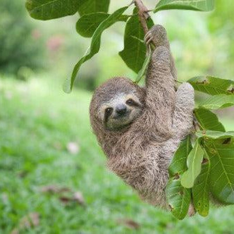 Cool Pictures of Trees - Etsy