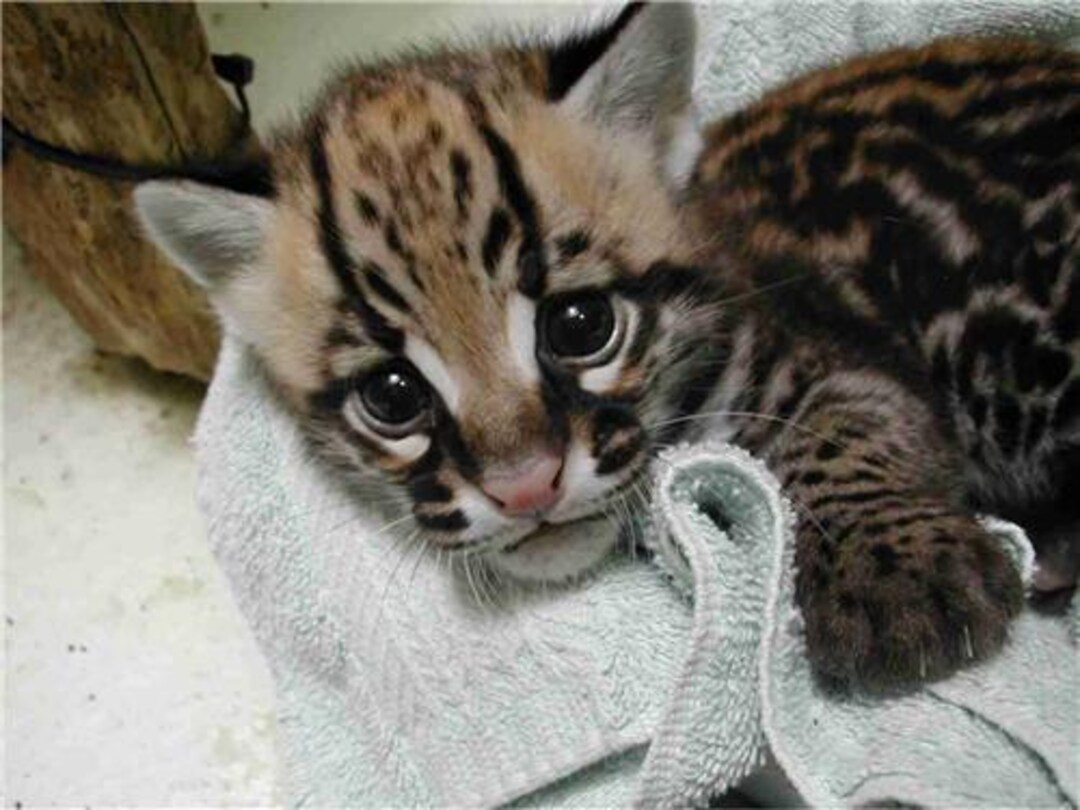 Cute Baby Ocelot Glossy Poster Picture Photo Decor Wall Hang Leopard ...