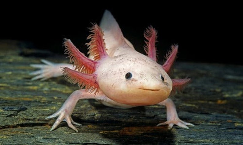 AXOLOTL GLOSSY POSTER Picture Photo Print Banner Smiling - Etsy