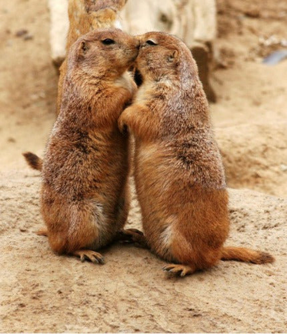 PRAIRIE DOG GLOSSY Poster Picture Photo Print Banner Rodent - Etsy