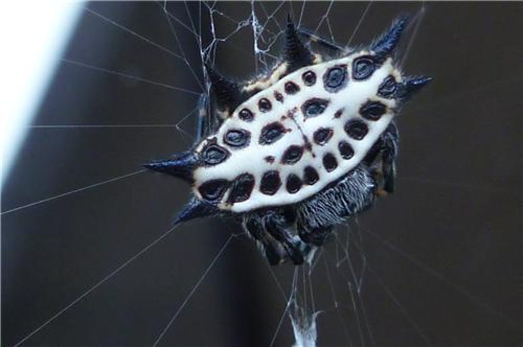 Scary Spider Glossy Poster Picture Photo Web Man Bug Insect Eyes Legs ...