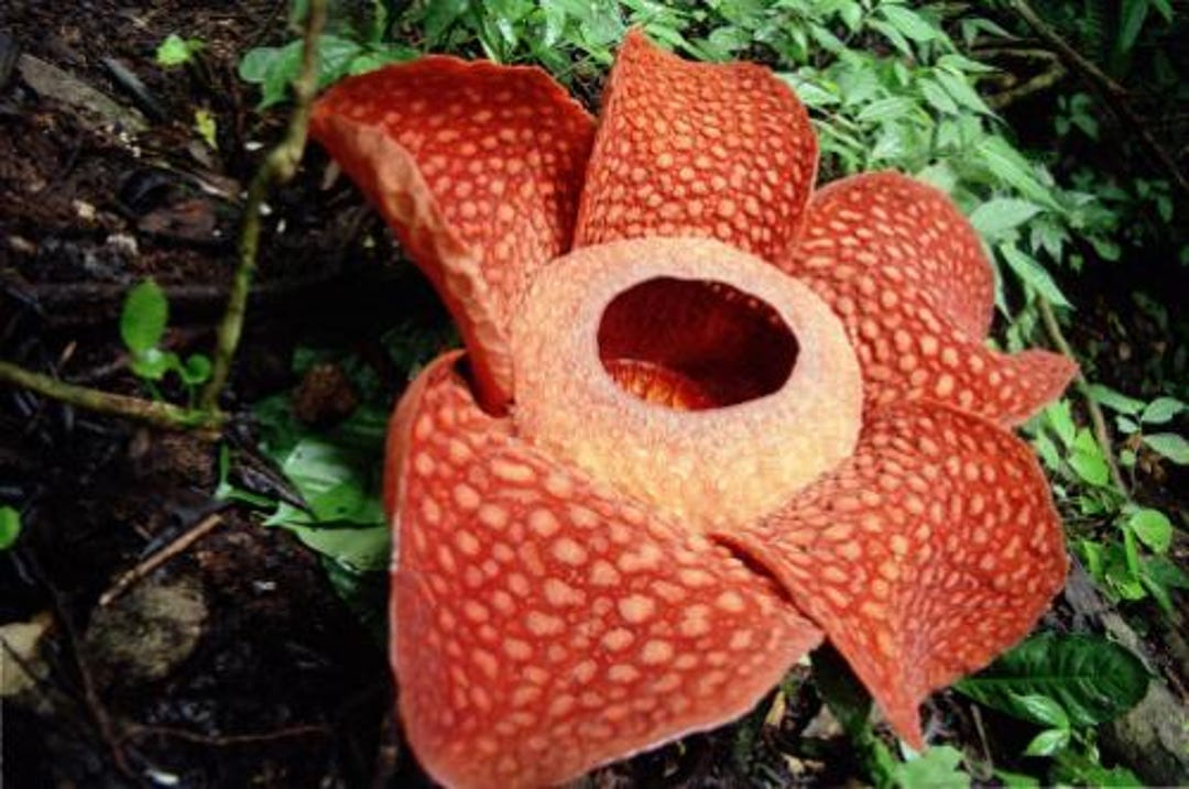 Rafflesia Corpse Lily Glossy Poster Picture Photo Banner Parasitic ...