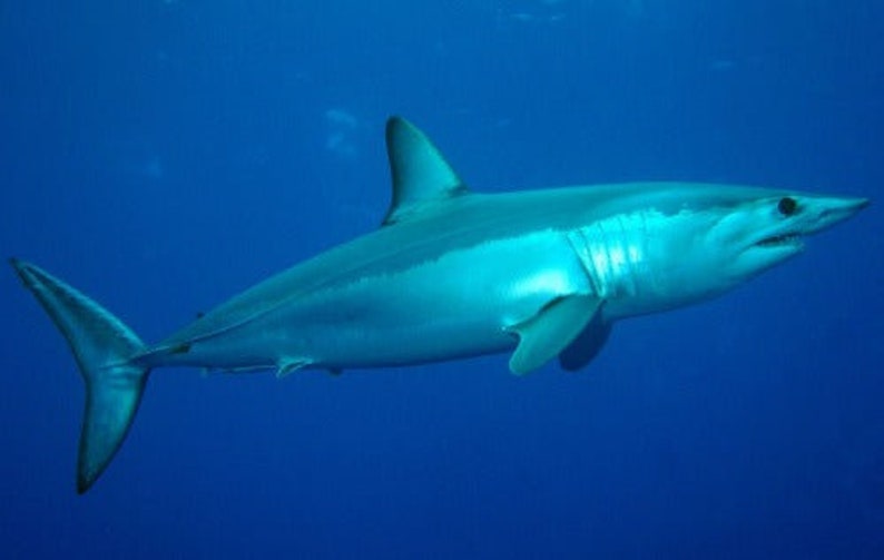 MAKO SHARK GLOSSY Poster Picture Photo Banner Shortfin Blue - Etsy