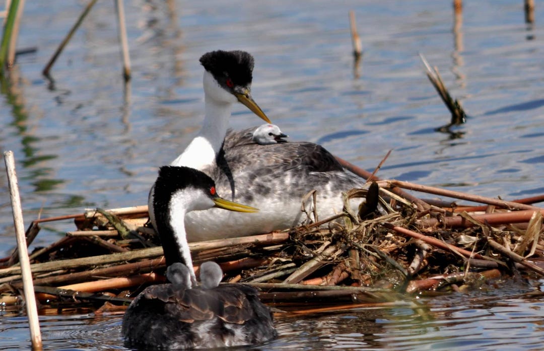 Western Grebe Chicks Glossy Poster Picture Photo Print Banner ...