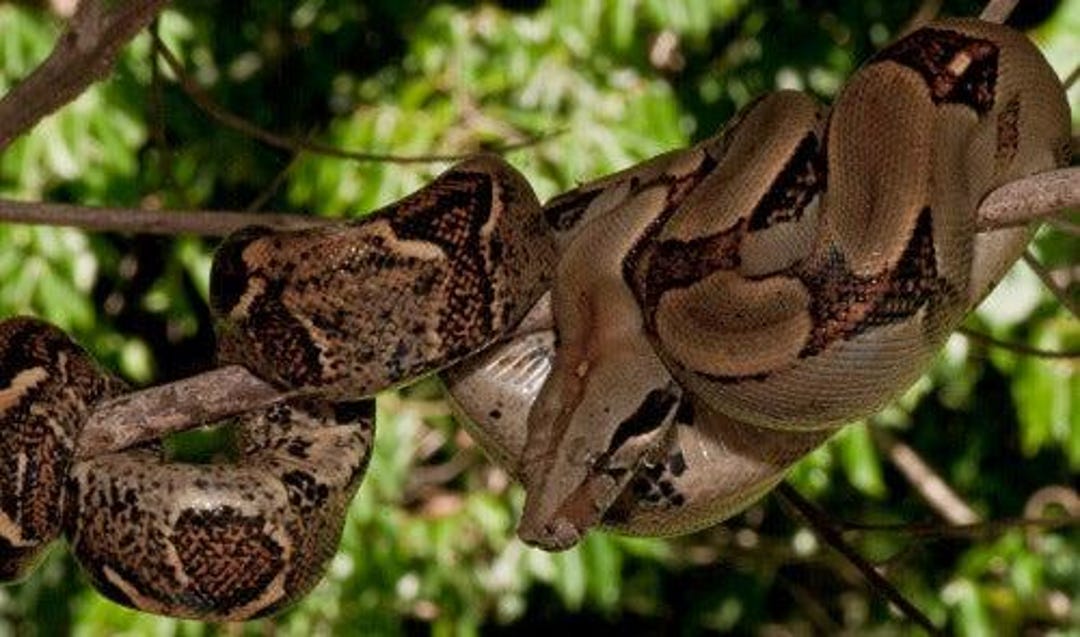 Boa Constrictor Snake Poster Picture Photo Print Banner Red Tailed ...