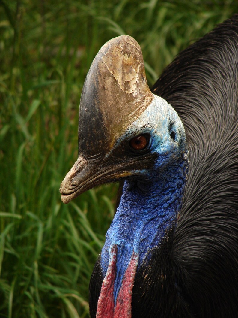 Southern Cassowary Head Glossy Poster Picture Photo Print Banner ...