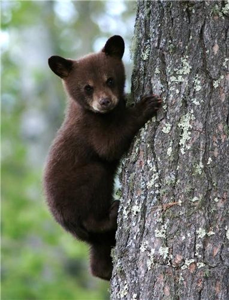 BEAR CUB GLOSSY Poster Picture Photo Grizzly Baby Cute Trees - Etsy