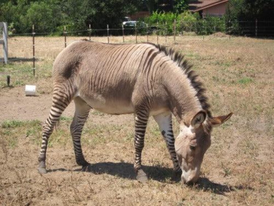 Zonkey Zebra Donkey Hybrid Glossy Poster Picture Photo Banner Print ...