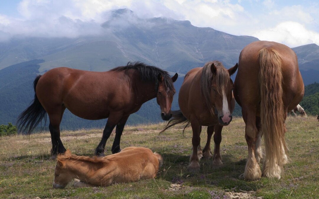 Burguete Horse Breed Spain Glossy Poster Picture Photo Print Banner ...
