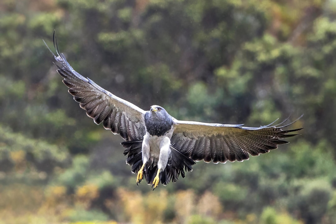 Black Chested Buzzard Eagle Fly Glossy Poster Picture Photo Print ...