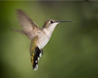 Bird Beak Poster - Etsy