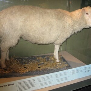 DOLLY THE CLONED Sheep Poster Picture Photo Print Banner - Etsy