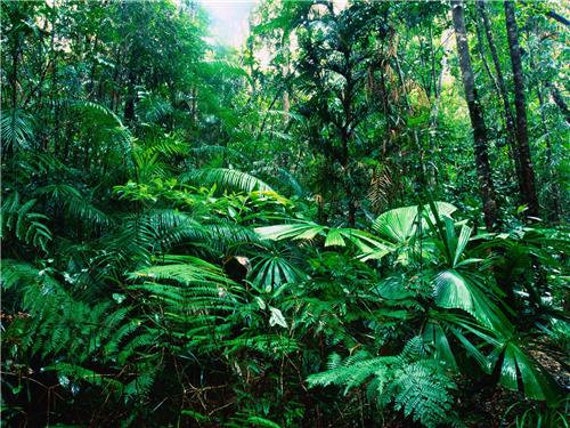 AMAZON RAINFOREST GLOSSY Poster Picture Photo Rain Forest - Etsy