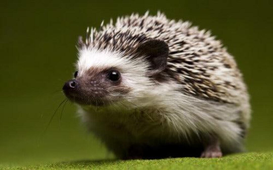 Hedgehog Glossy Poster Picture Photo Banner Spiny Spines Spiky Sonic ...