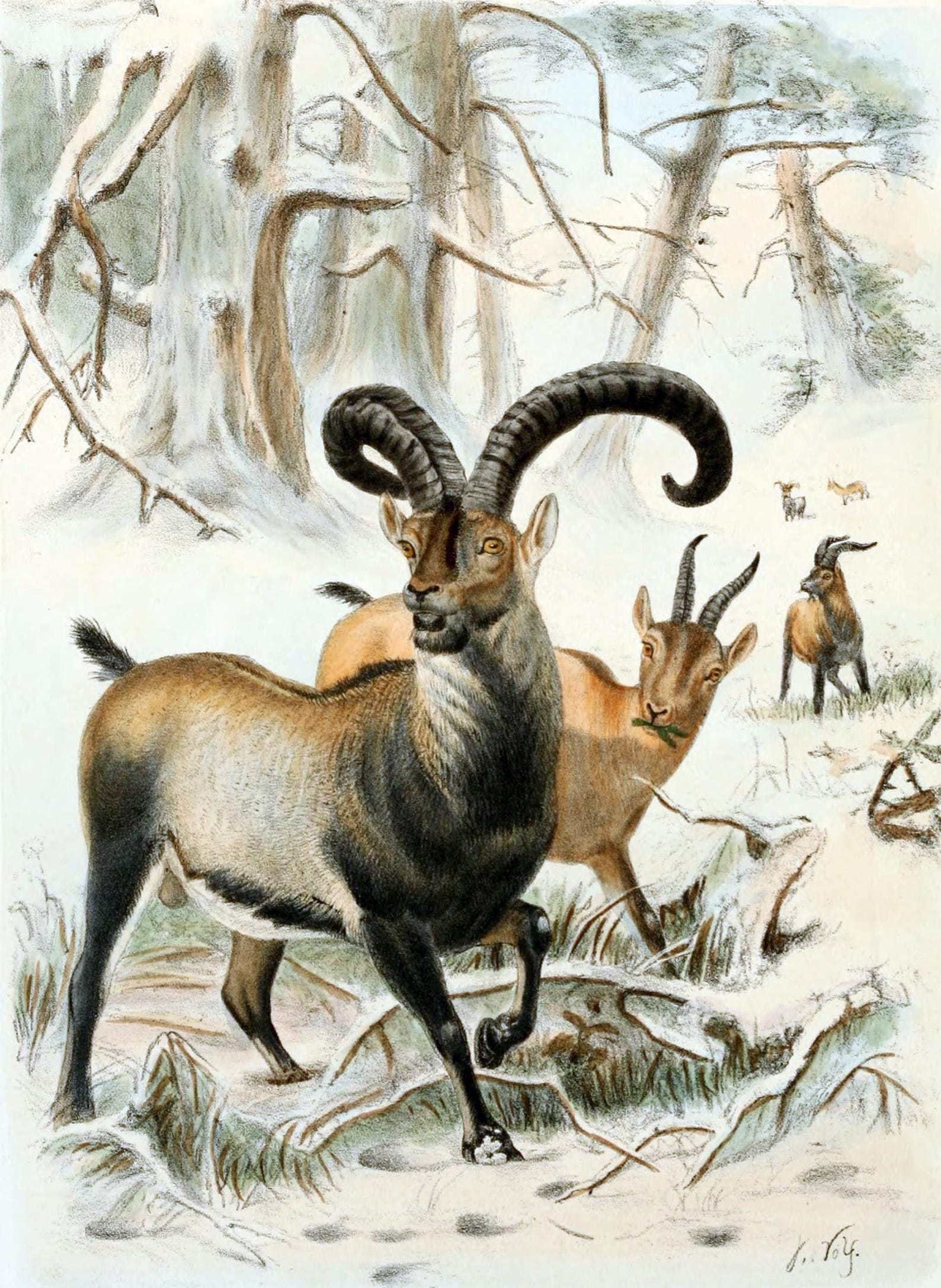 Extinct Pyrenean Ibex Glossy Poster Picture Photo Print Banner ...