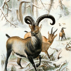 Extinct Pyrenean Ibex Glossy Poster Picture Photo Print Banner ...