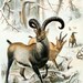 Extinct Pyrenean Ibex Glossy Poster Picture Photo Print Banner ...