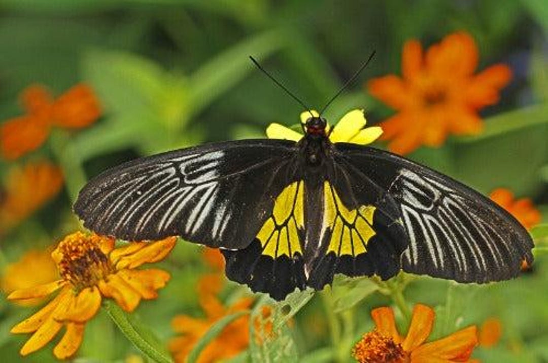 Golden Birdwing Butterfly Glossy Poster Picture Photo Banner Insect ...