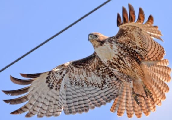 RED TAILED HAWK Glossy Poster Picture Photo Banner Birds of - Etsy