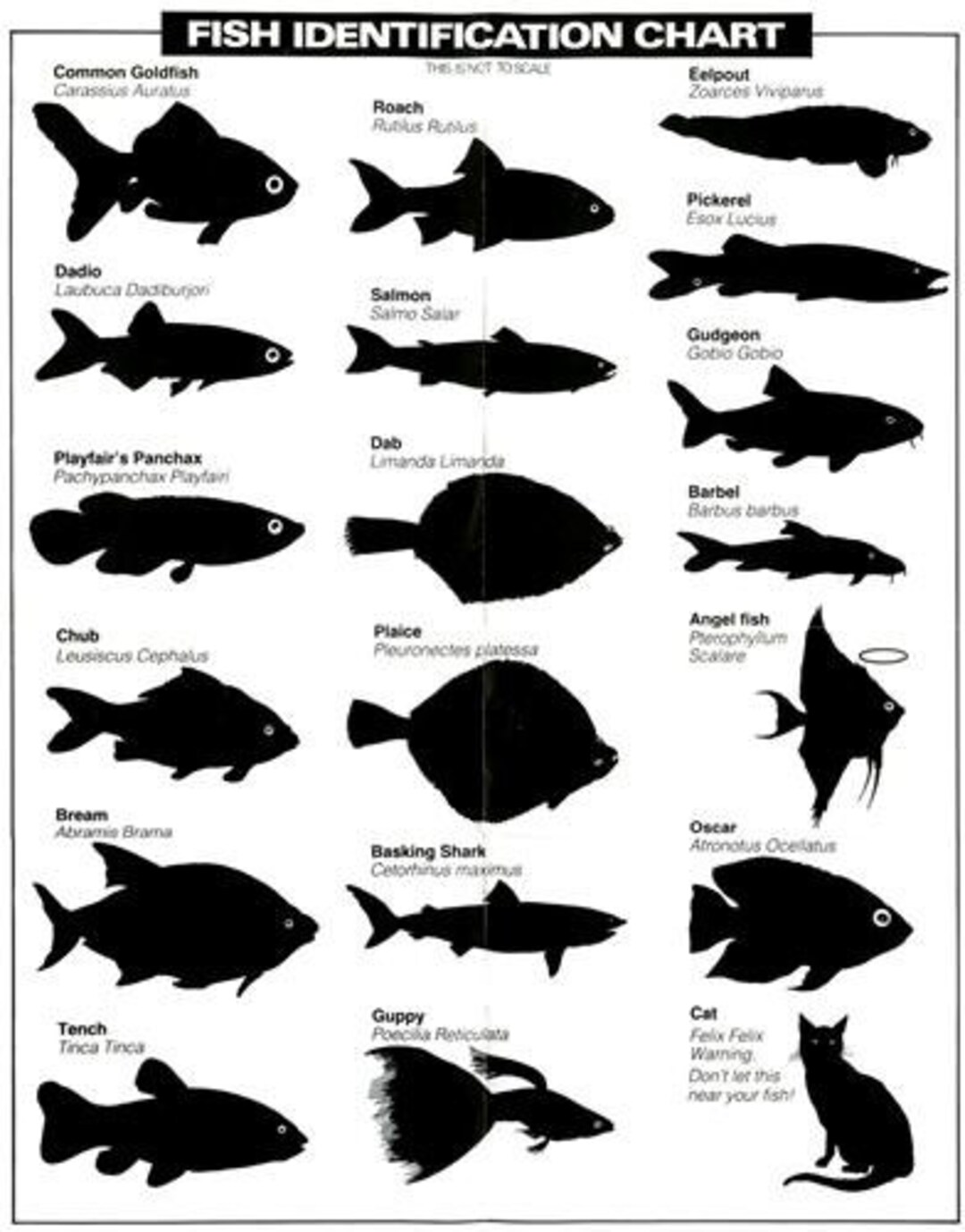 FISH IDENTIFICATION CHART Glossy Poster Picture Photo Funny - Etsy